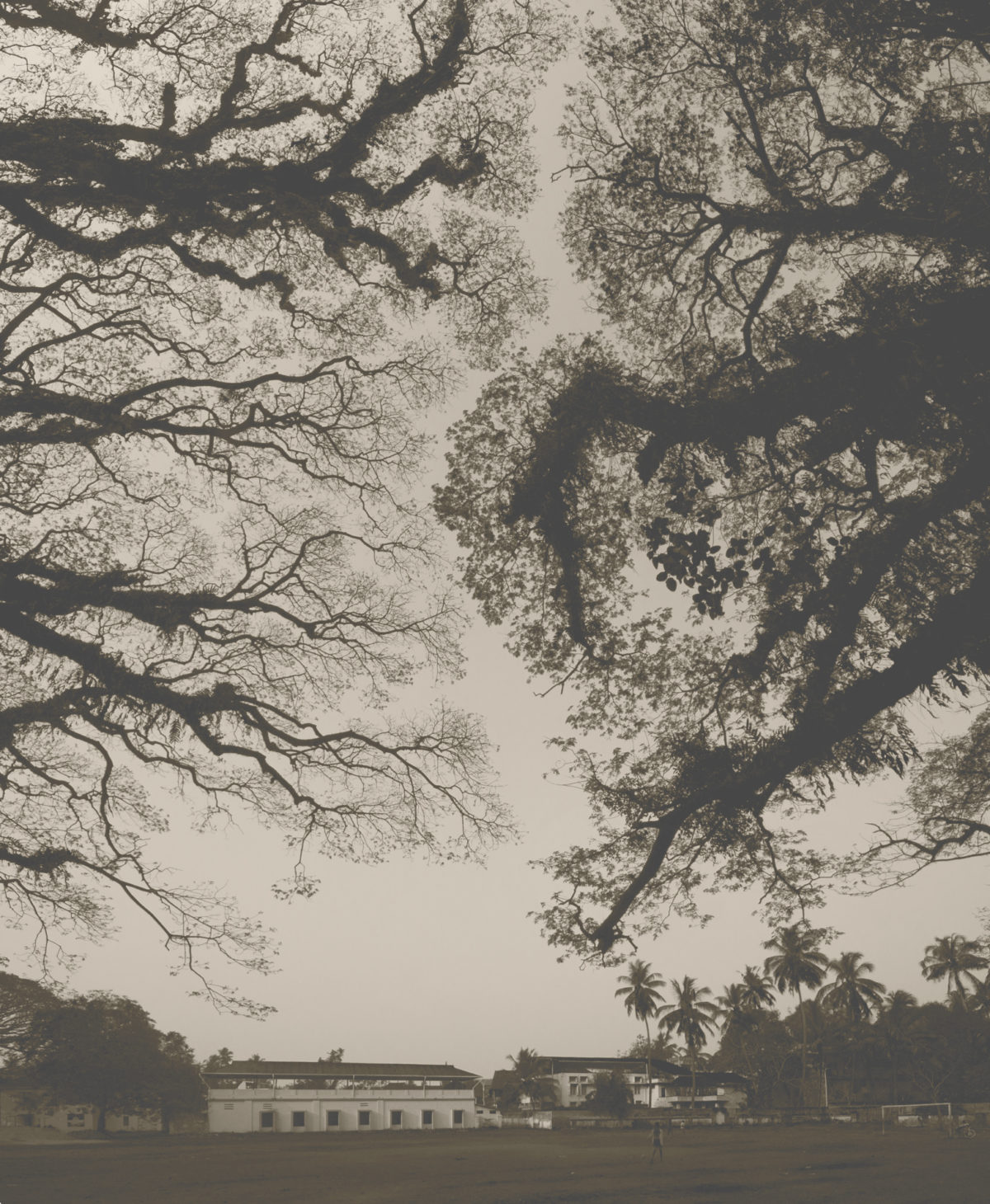 Tree-Territories - Art Satva Magazine