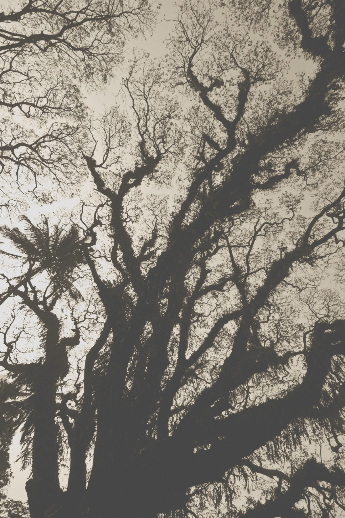 Tree-Territories - Art Satva Magazine