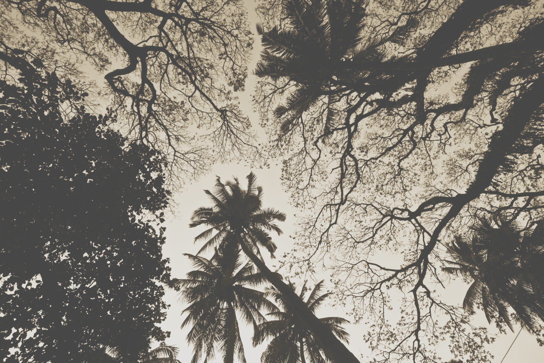 Tree-Territories - Art Satva Magazine