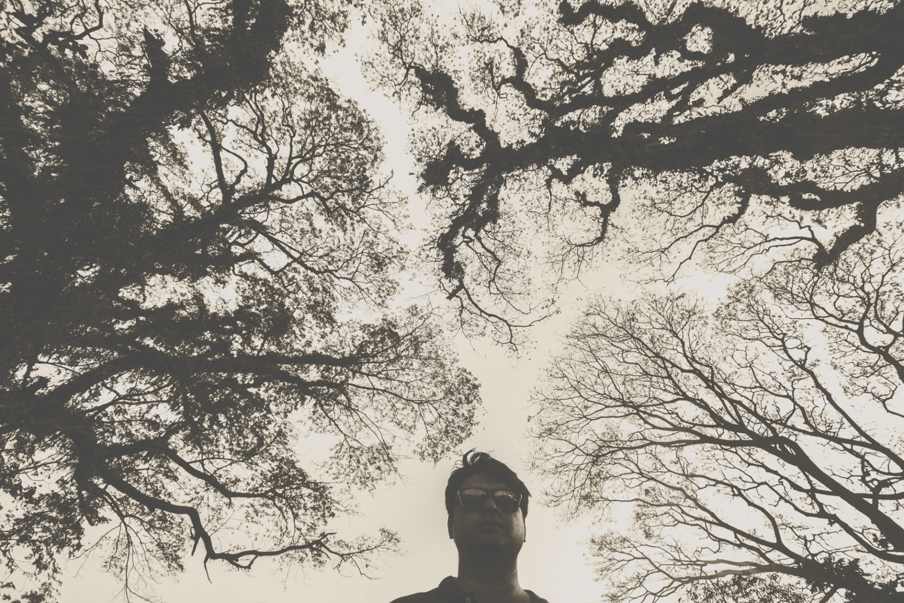 Tree-Territories - Art Satva Magazine